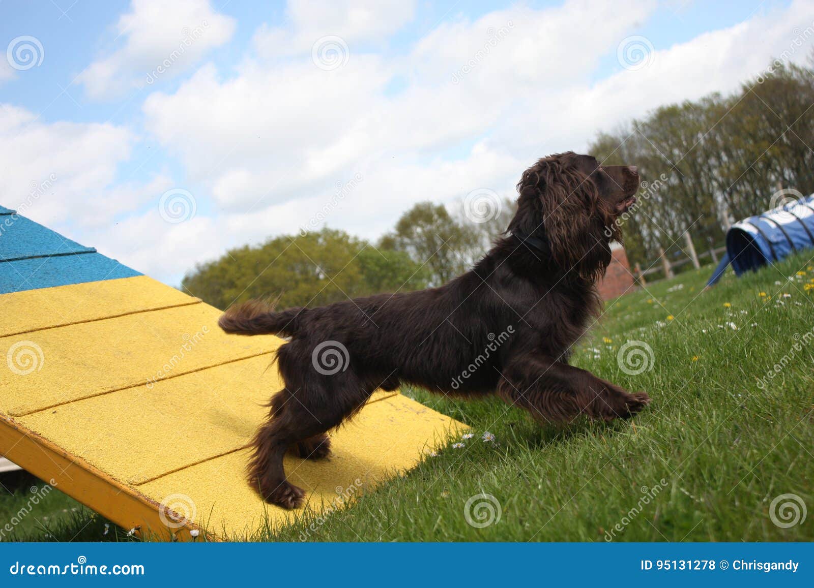 Working Type Cocker Spaniel Pet Gundog Standing on an Agility Co Stock ...