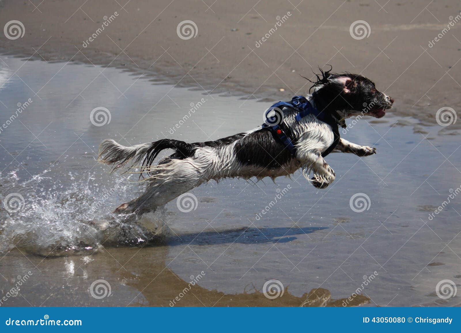 A Working Type Engish Springer Spaniel Pet Gundog Jumping on a Sandy ...