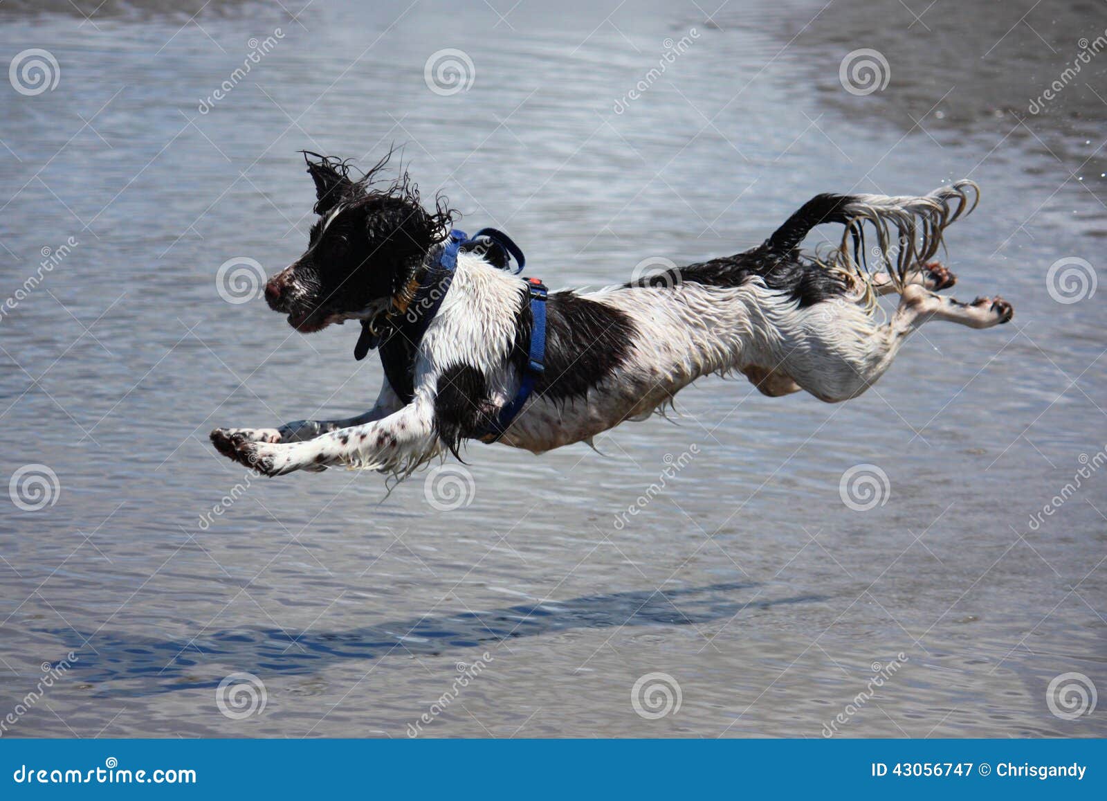 A Working Type Engish Springer Spaniel Pet Gundog Jumping on a Sandy ...