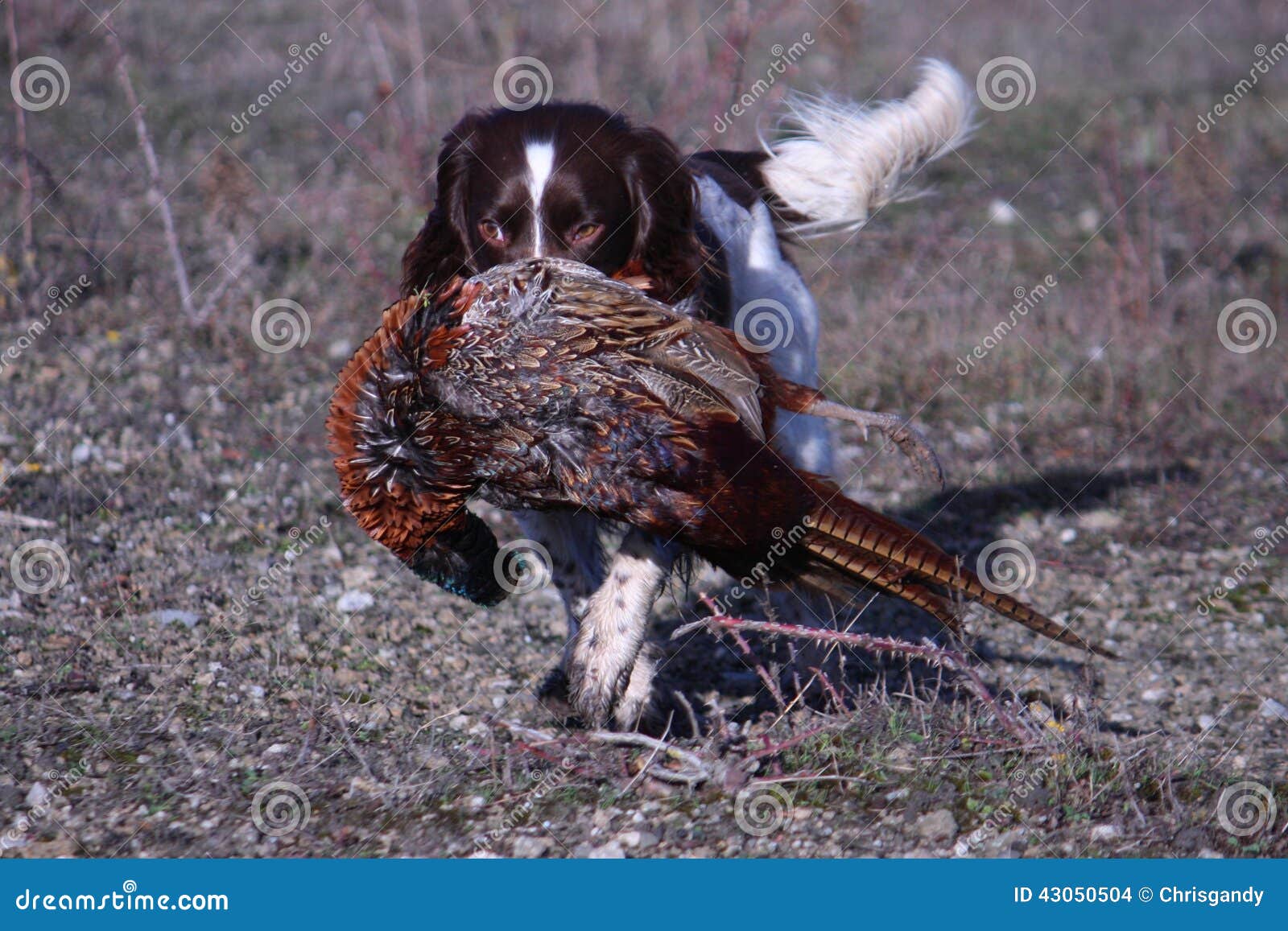 A Working Type English Springer Spaniel Carrying a Pheasant Stock Photo ...