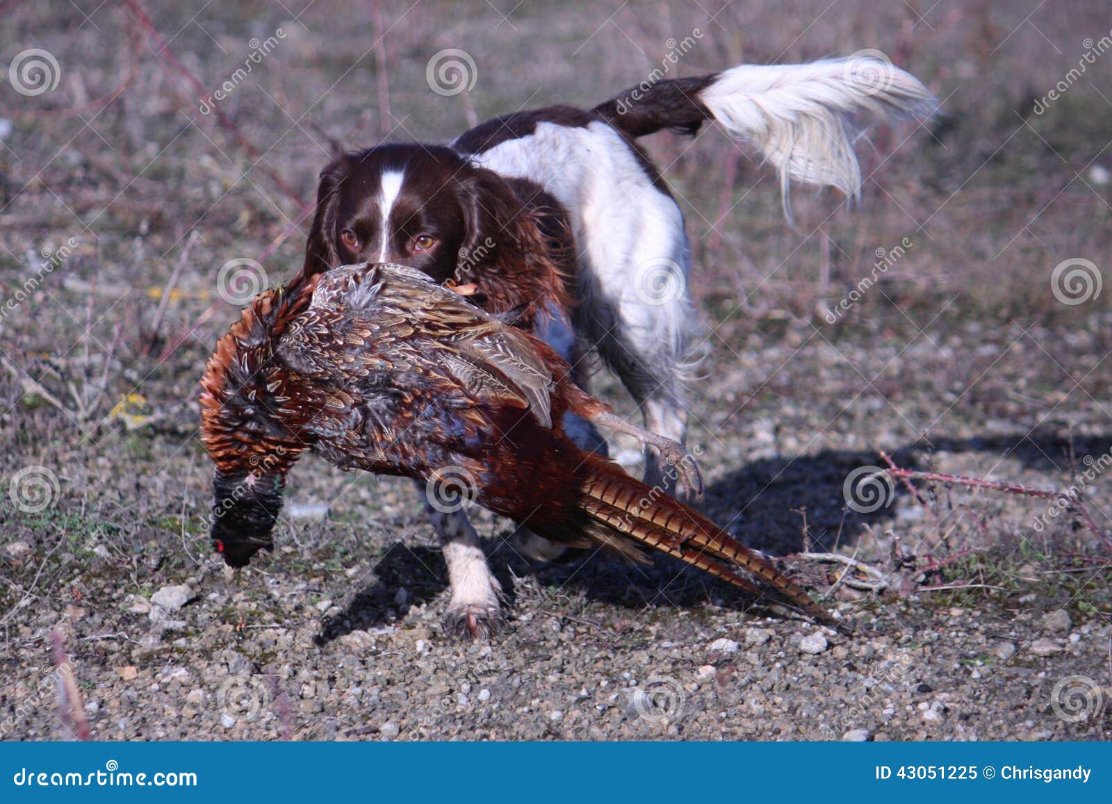 A Working Type English Springer Spaniel Carrying a Pheasant Stock Image ...