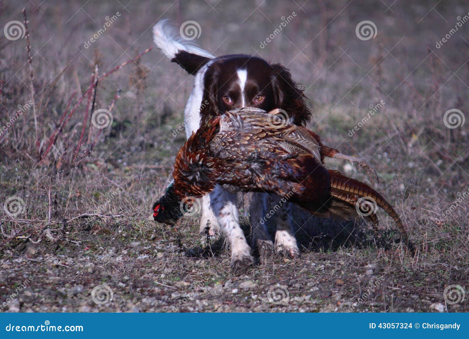 A Working Type English Springer Spaniel Carrying a Pheasant Stock Photo ...