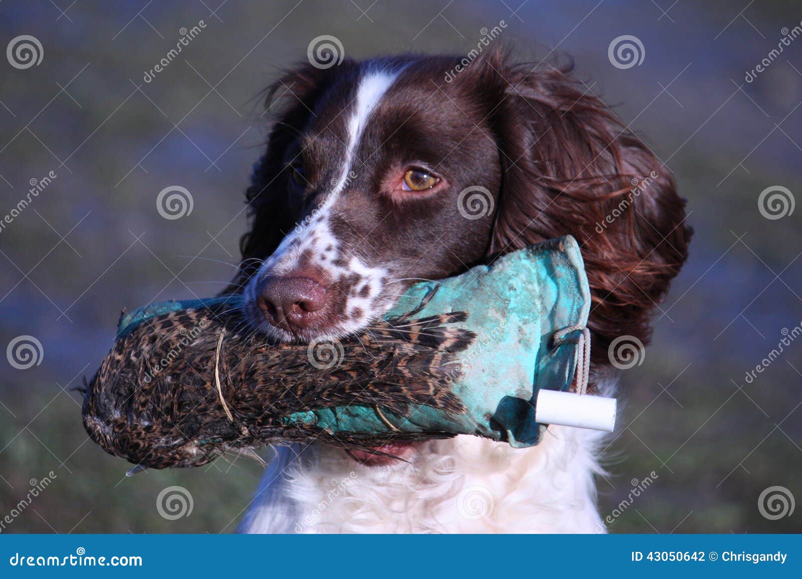 A Working Type English Springer Spaniel Carrying a Pheasant Dummy Stock ...