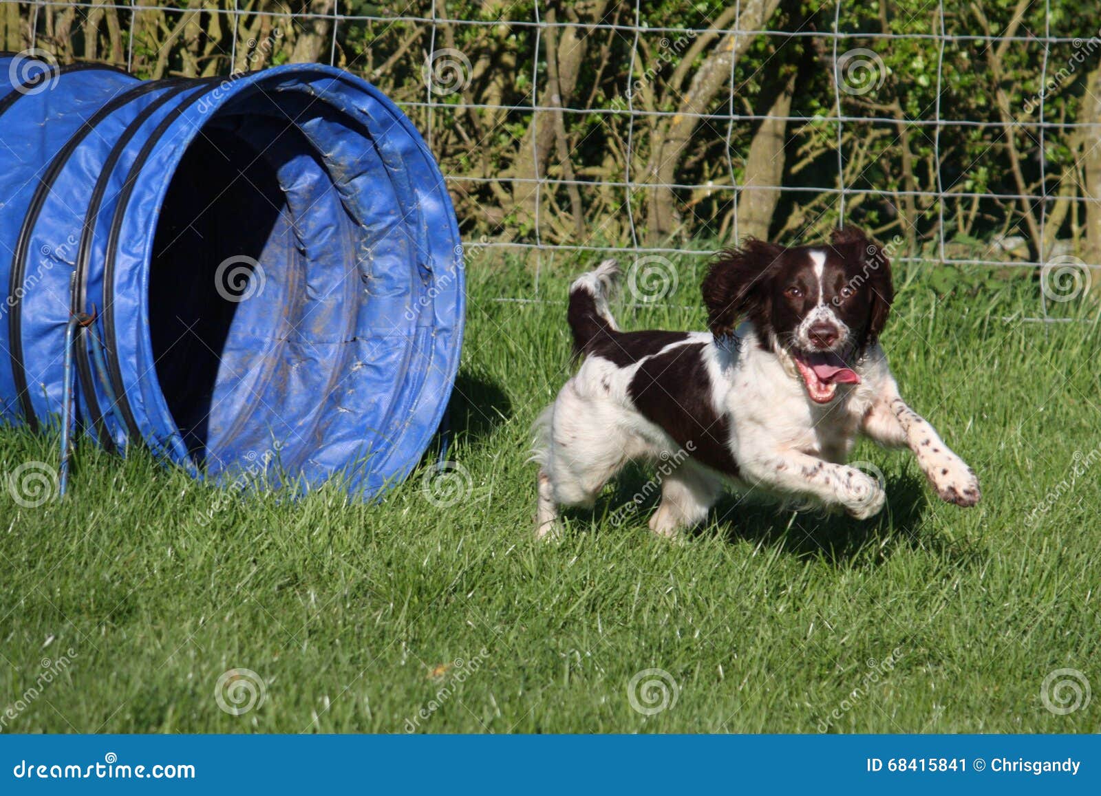 Working Type English Springer Spaniel Doing Agility Stock Image - Image ...