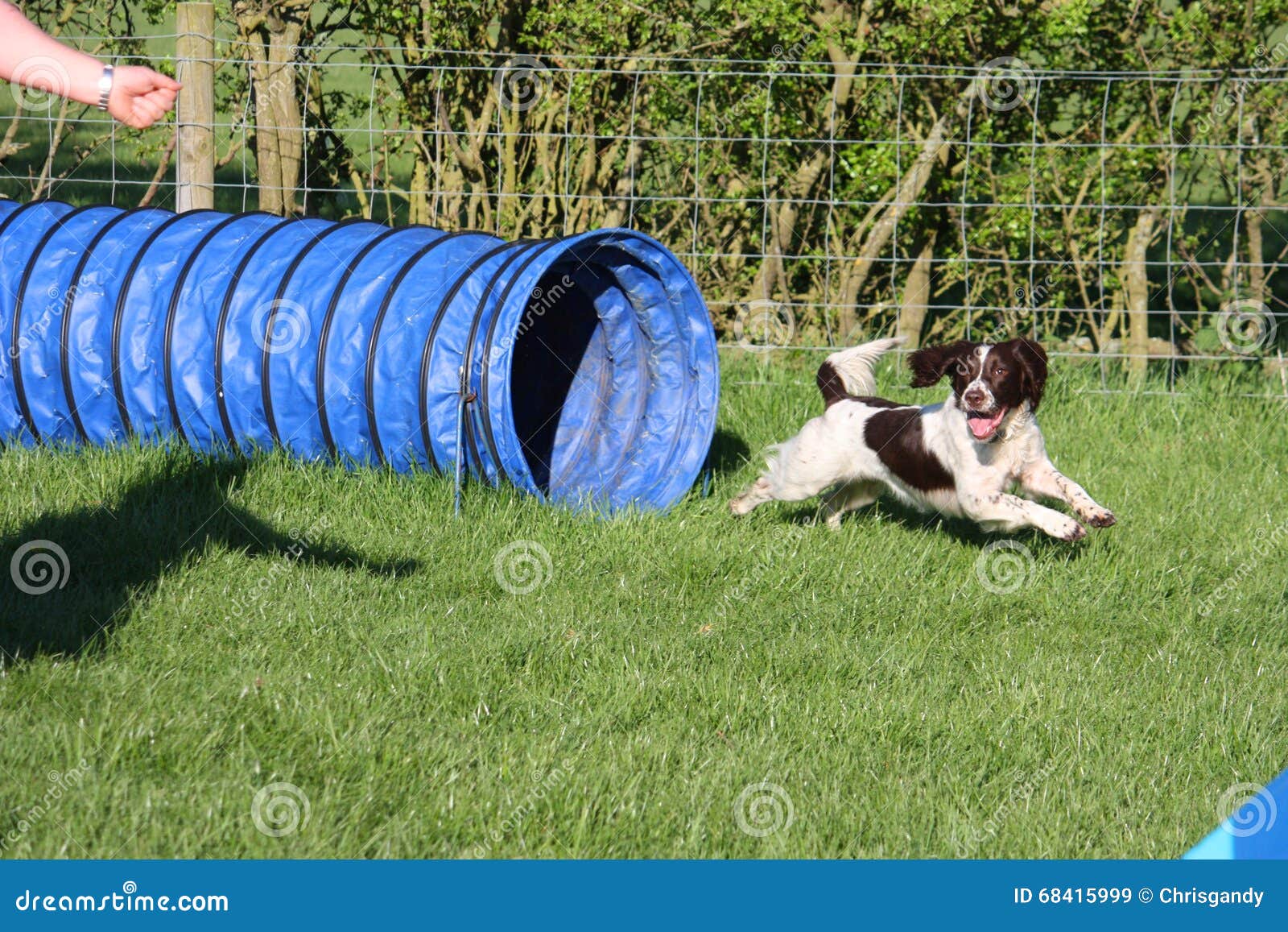 Working Type English Springer Spaniel Doing Agility Stock Image - Image ...