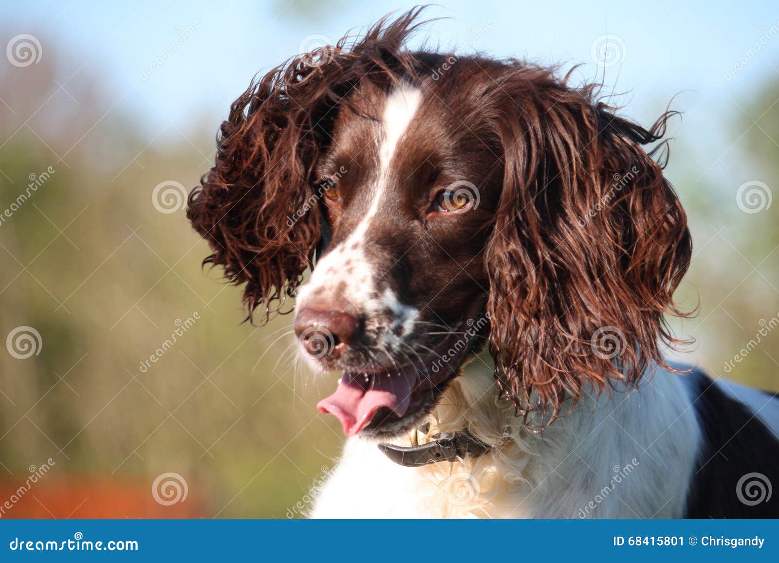 Working Type English Springer Spaniel Pet Gundog with Big Ears Stock ...