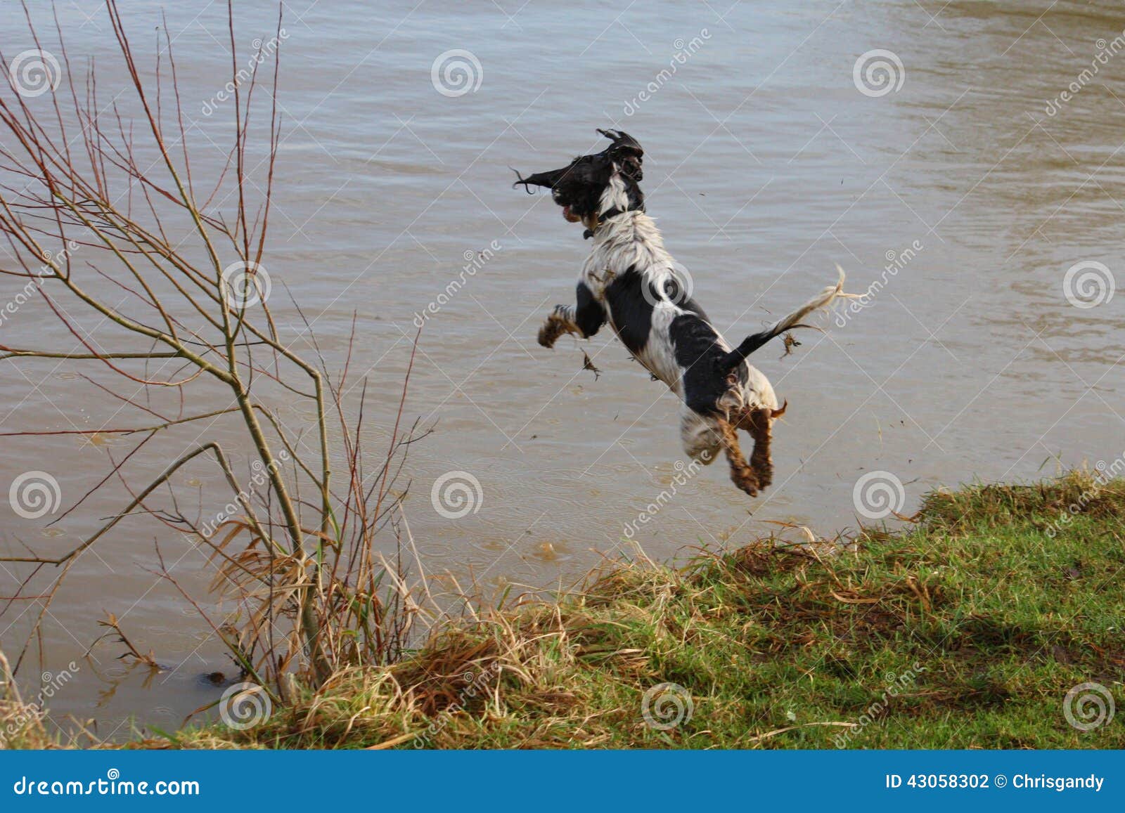 A Working Type English Springer Spaniel Pet Gundog Jumping into Water ...