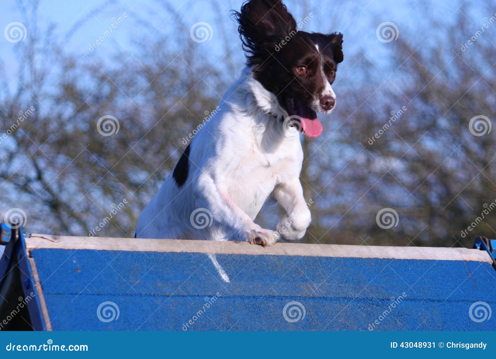 A Working Type English Springer Spaniel Pet Gundog Running Over an ...