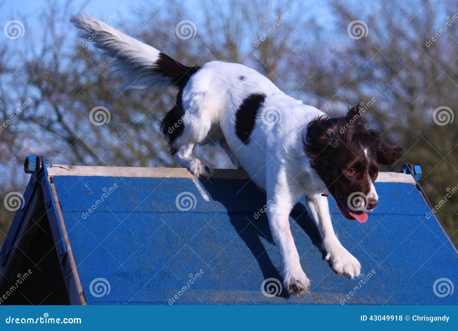 A Working Type English Springer Spaniel Pet Gundog Running Over an ...