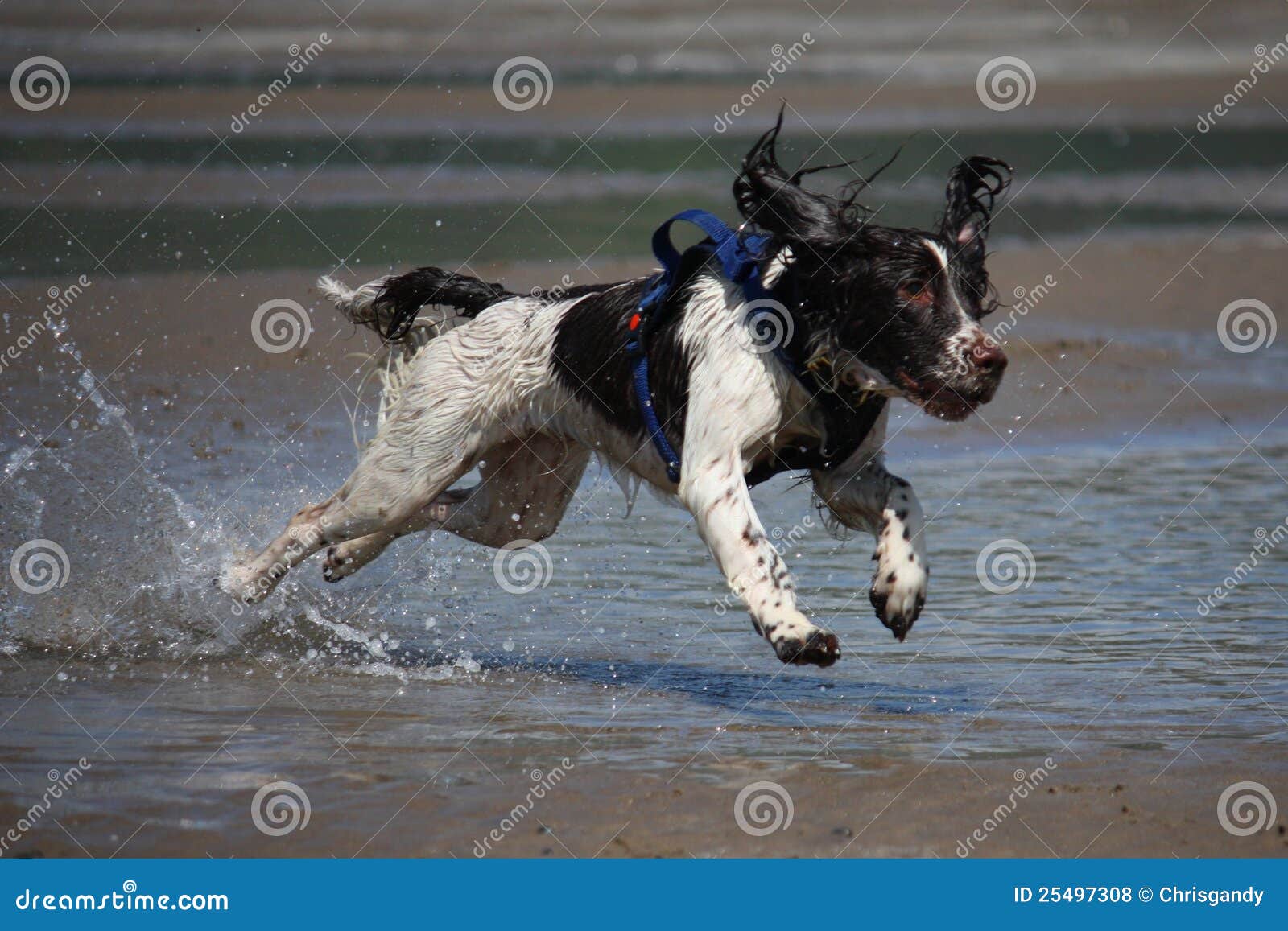 Working Type English Springer Spaniel Running on a Stock Photo - Image ...