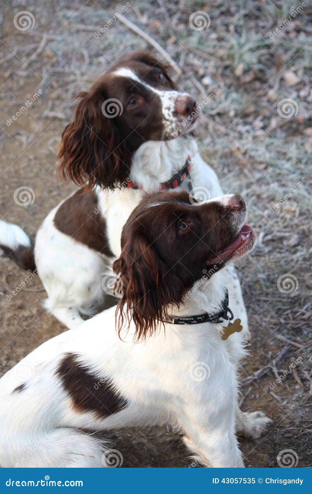 A Working Type Liver and White English Springer Spaniel Pet Gundog ...