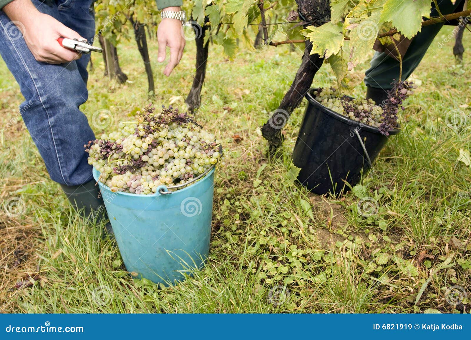 Working in vineyard stock image. Image of vineyard, vinegrower - 6821919