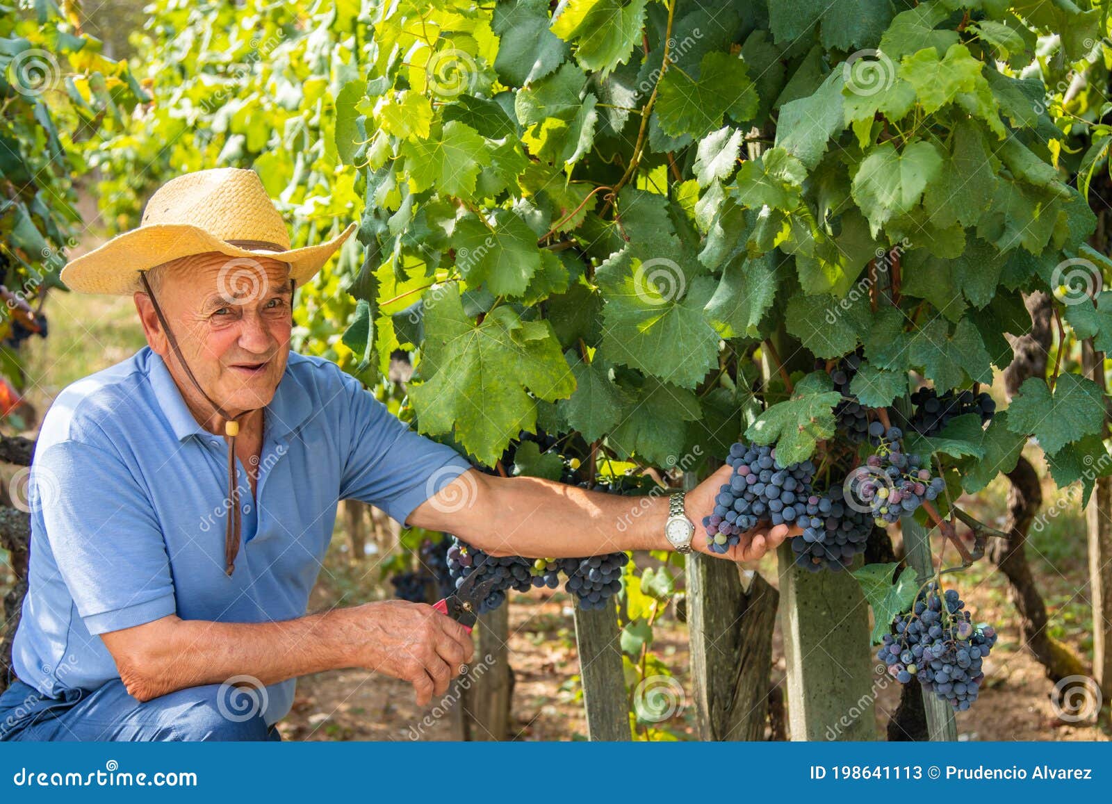 Working in the vineyard stock image. Image of harvest - 198641113
