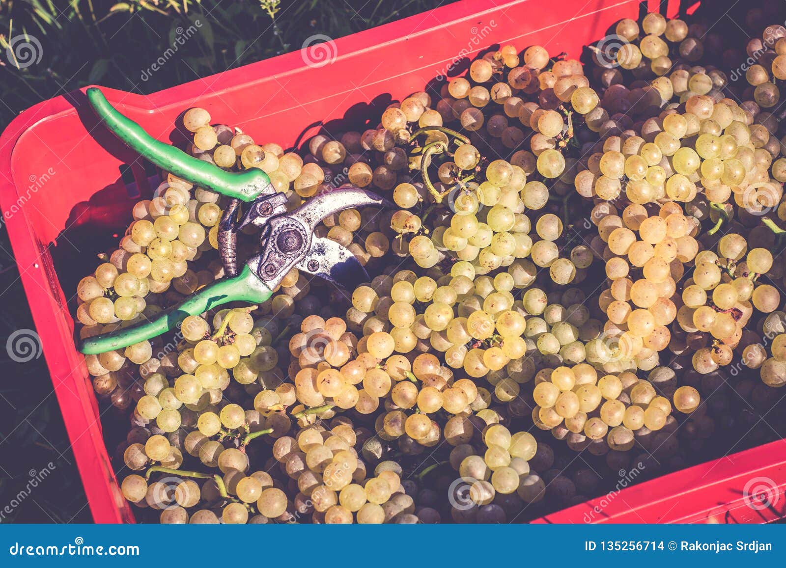 Packing of Grapes in the Vineyard Stock Photo - Image of ingredient ...