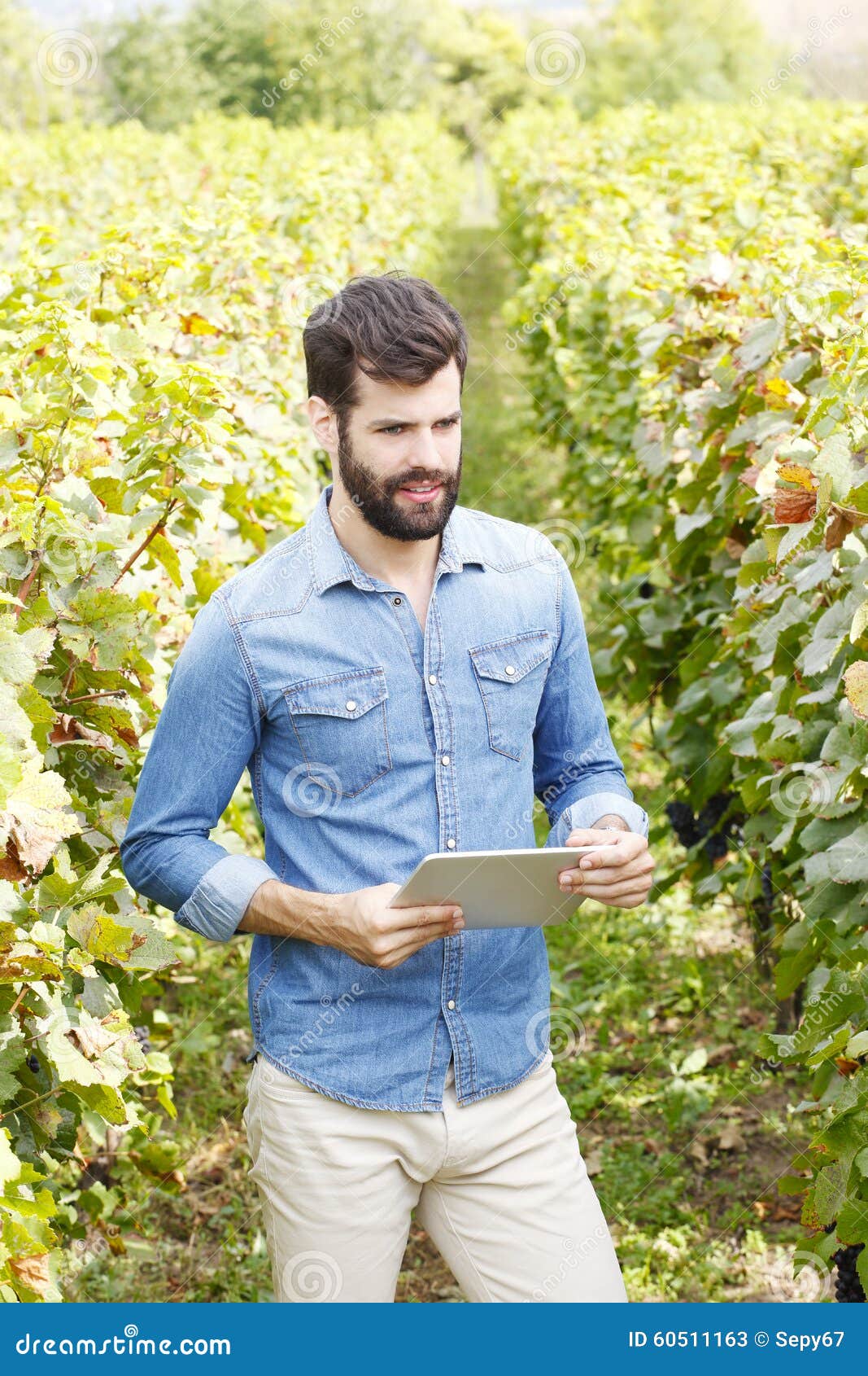 Working at vineyard stock image. Image of vineyard, online - 60511163