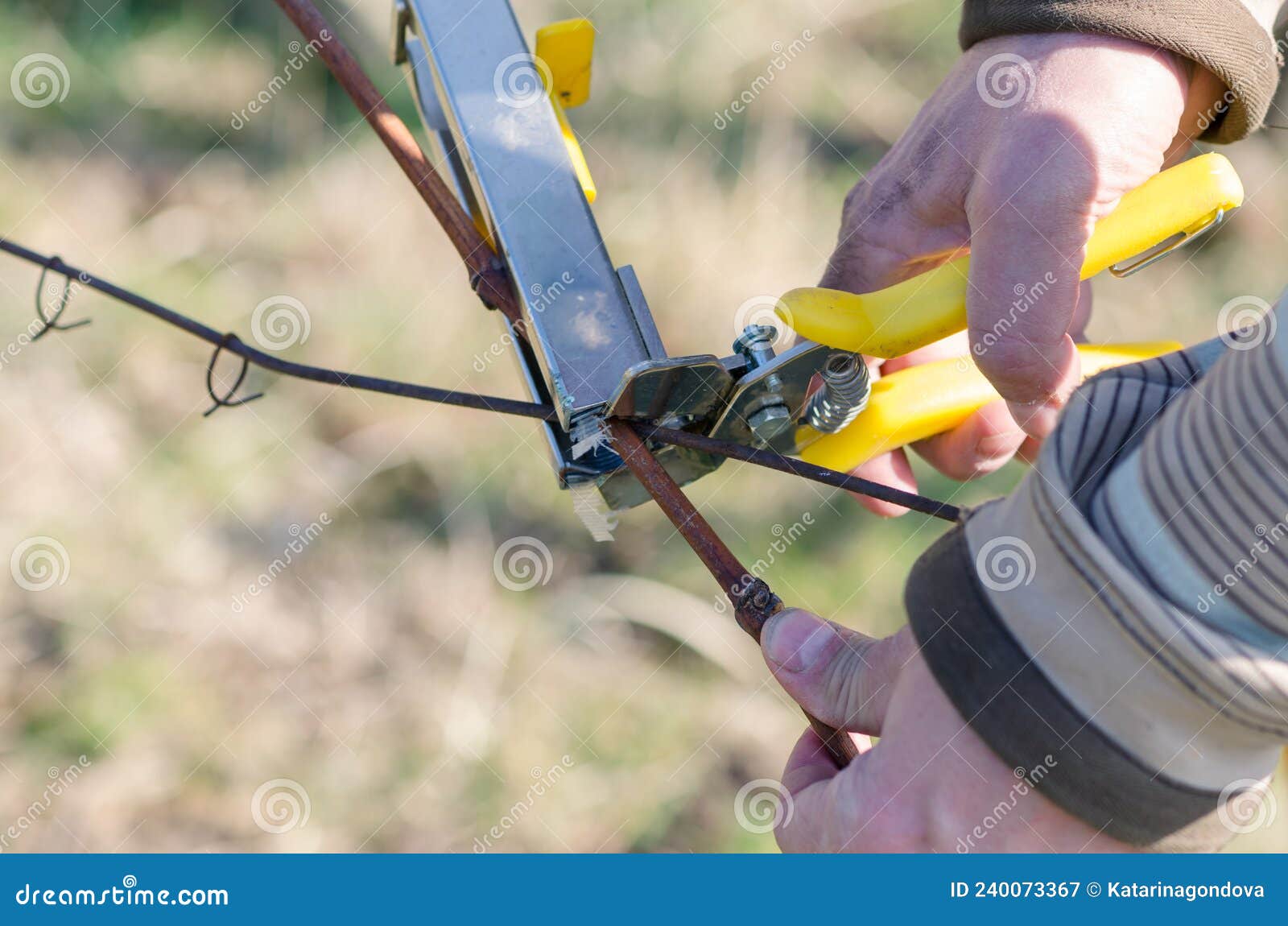 Working in Vineyard with Scissors, Spring Works Stock Image - Image of ...