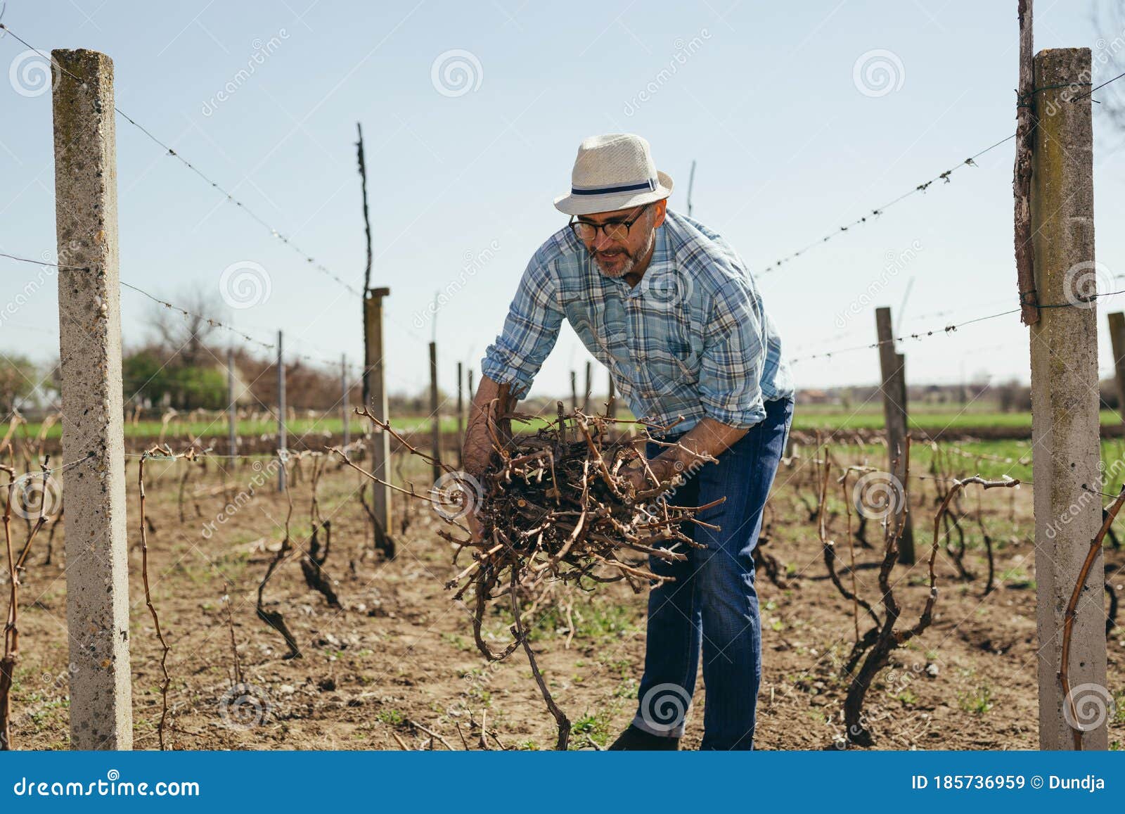 Working in vineyard stock image. Image of caucasian - 185736959