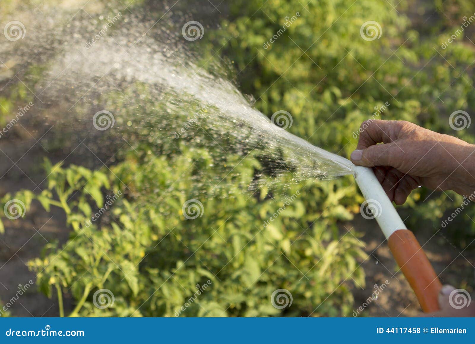 Working Watering Garden from Hose Stock Photo - Image of nature, lawn ...