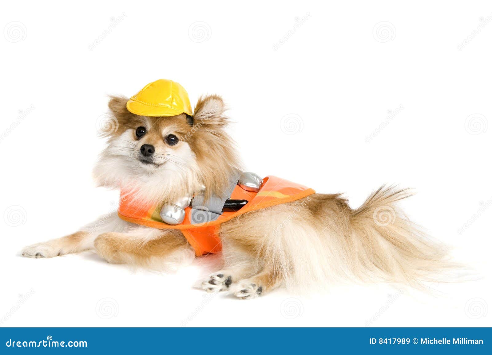 Workman Pup stock image. Image of safety, tail, vest, mammal - 8417989