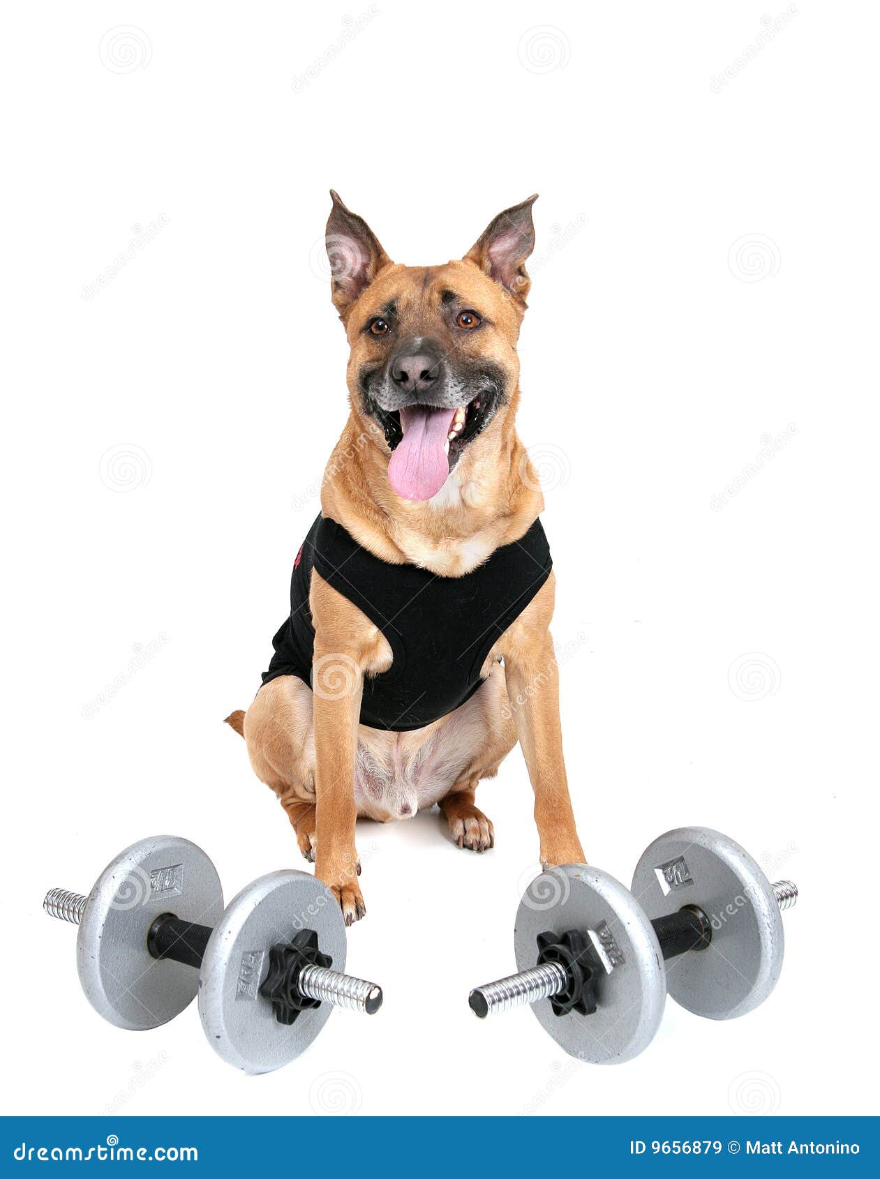 Workout dog stock image. Image of lift, workout, studio - 9656879