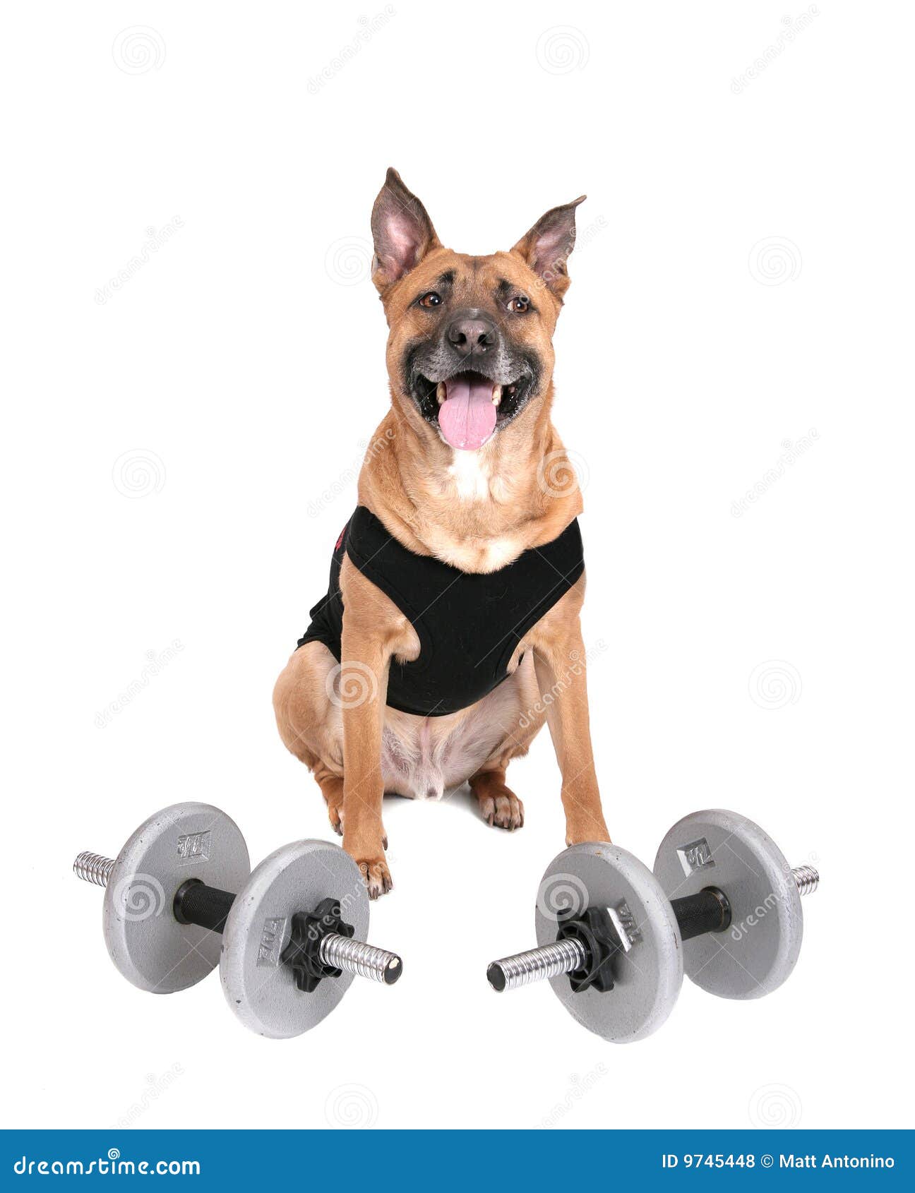 7,060 Workout Dog Stock Photos - Free & Royalty-Free Stock Photos from ...