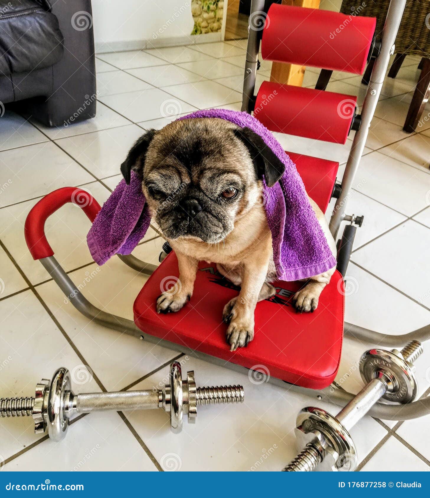 Workout stock photo. Image of fitness, workout, sport - 176877258