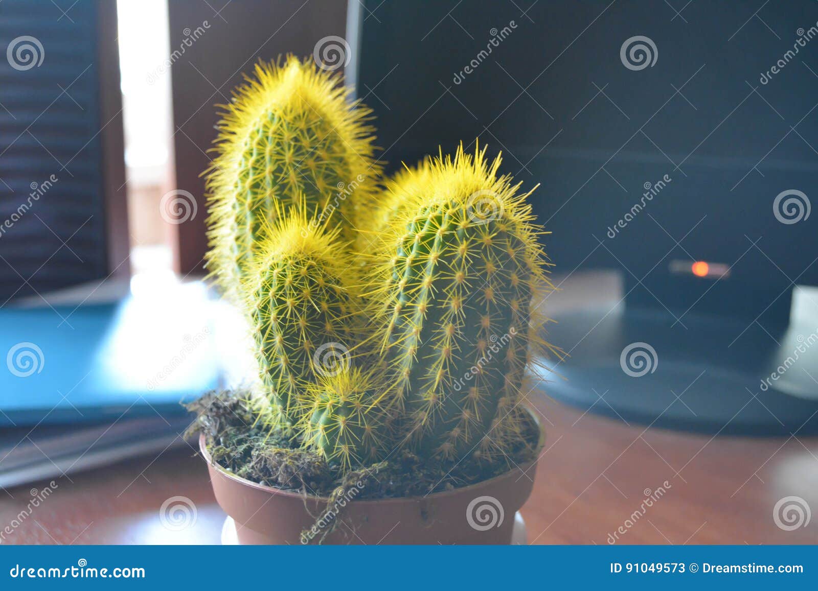 Workplace with Computer and Cactus on Wood Table Stock Image - Image of ...
