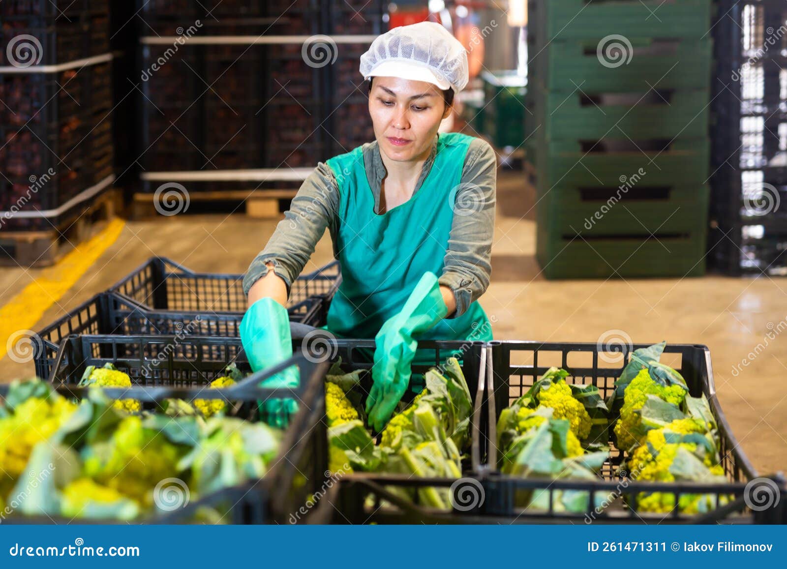 Workwoman Arranging Cauliflower into Boxes at Sorting Factory Stock ...