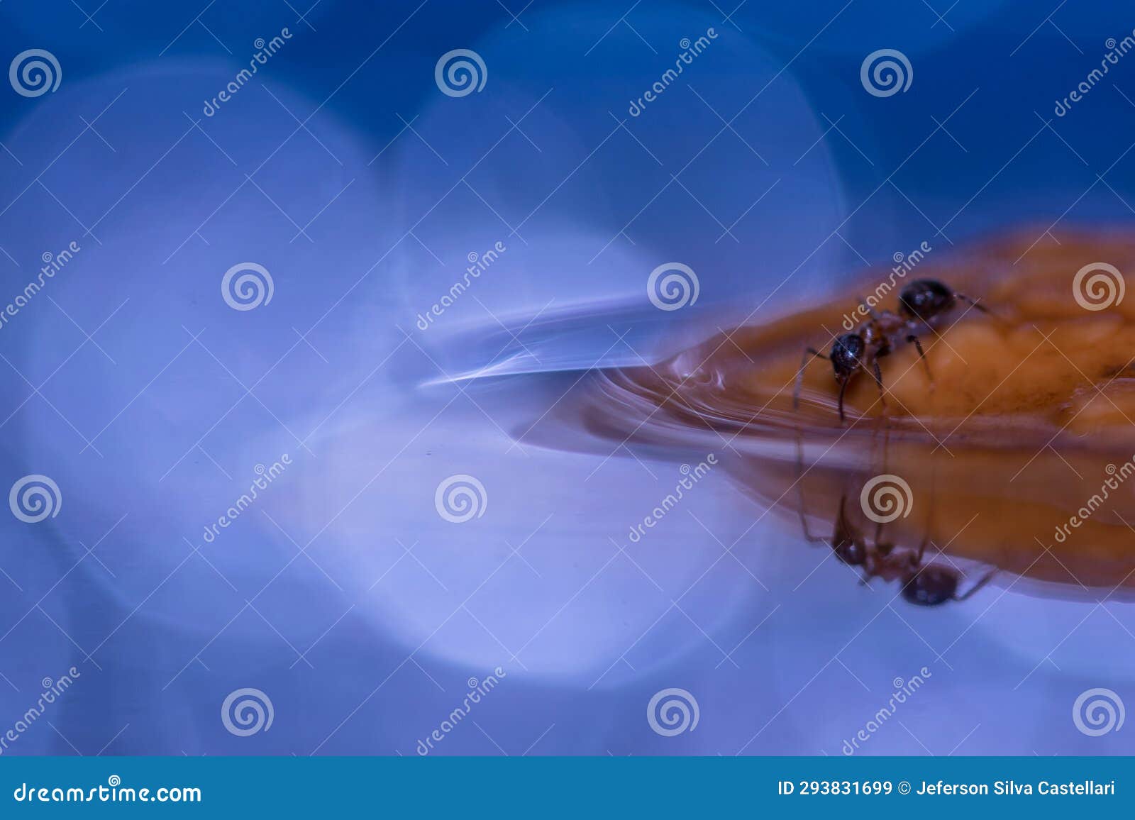 The World of Ants: Ant Drinking and Mirroring in Water Stock Image ...