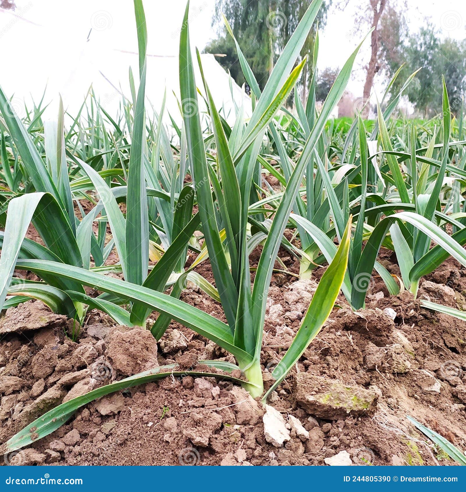 World Biggest Garlic Aqil Emre Stock Photo - Image of garlic, biggest ...