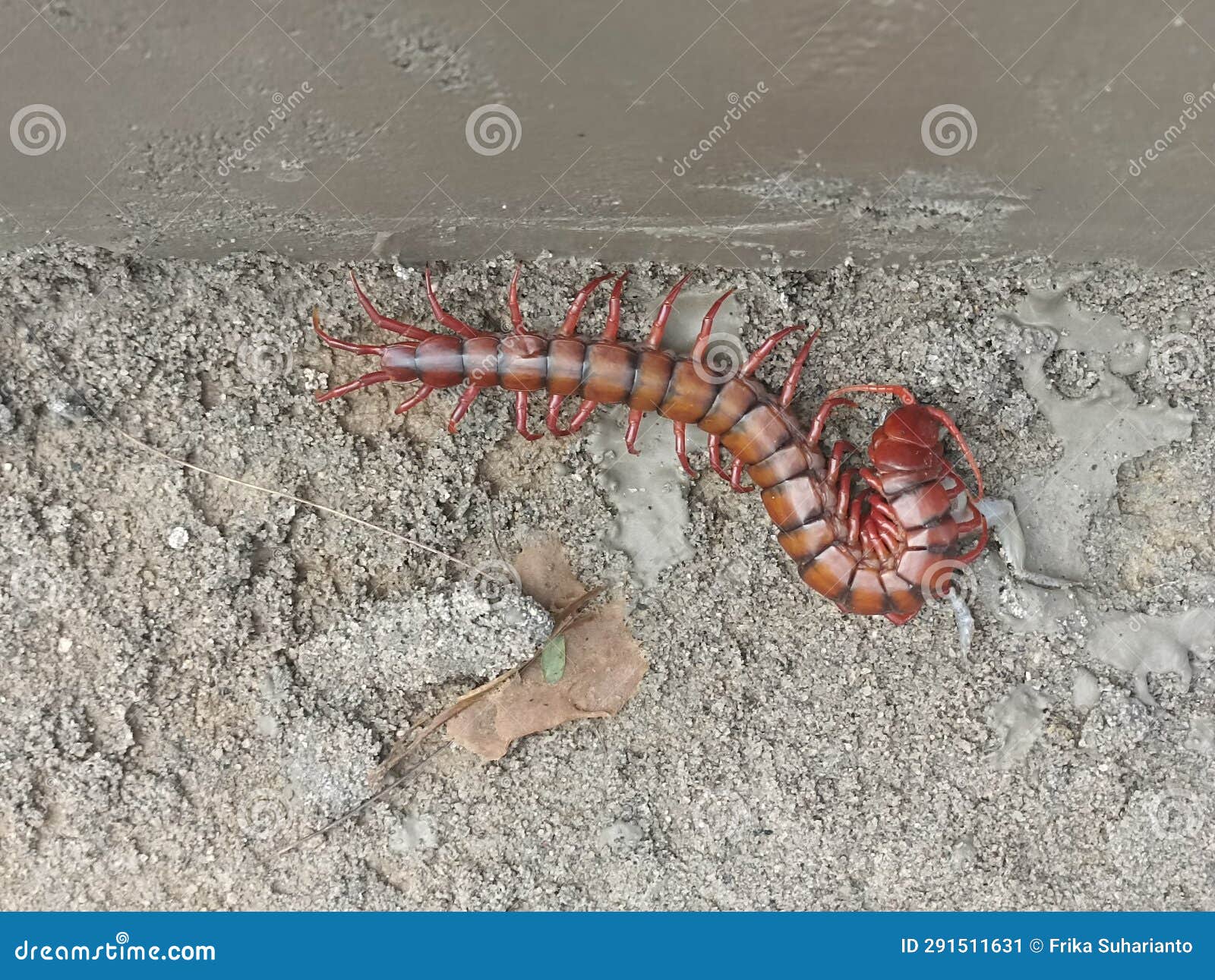The World of Centipede Venomous Insects Stock Image - Image of animal ...