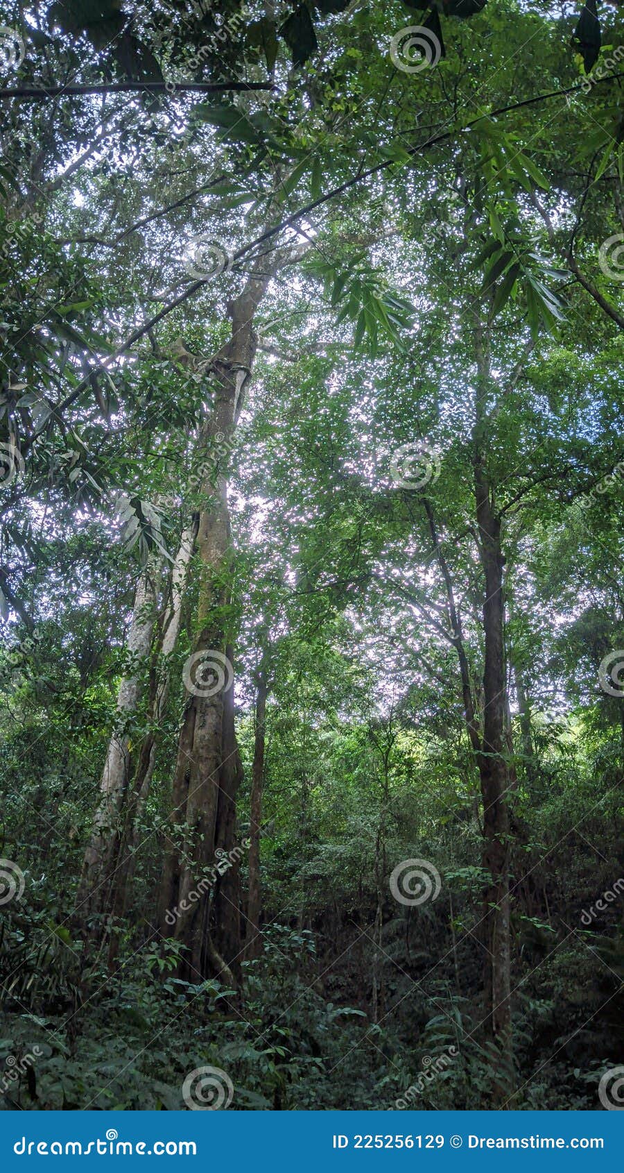 World chakra forest stock image. Image of sunlight, branch - 225256129