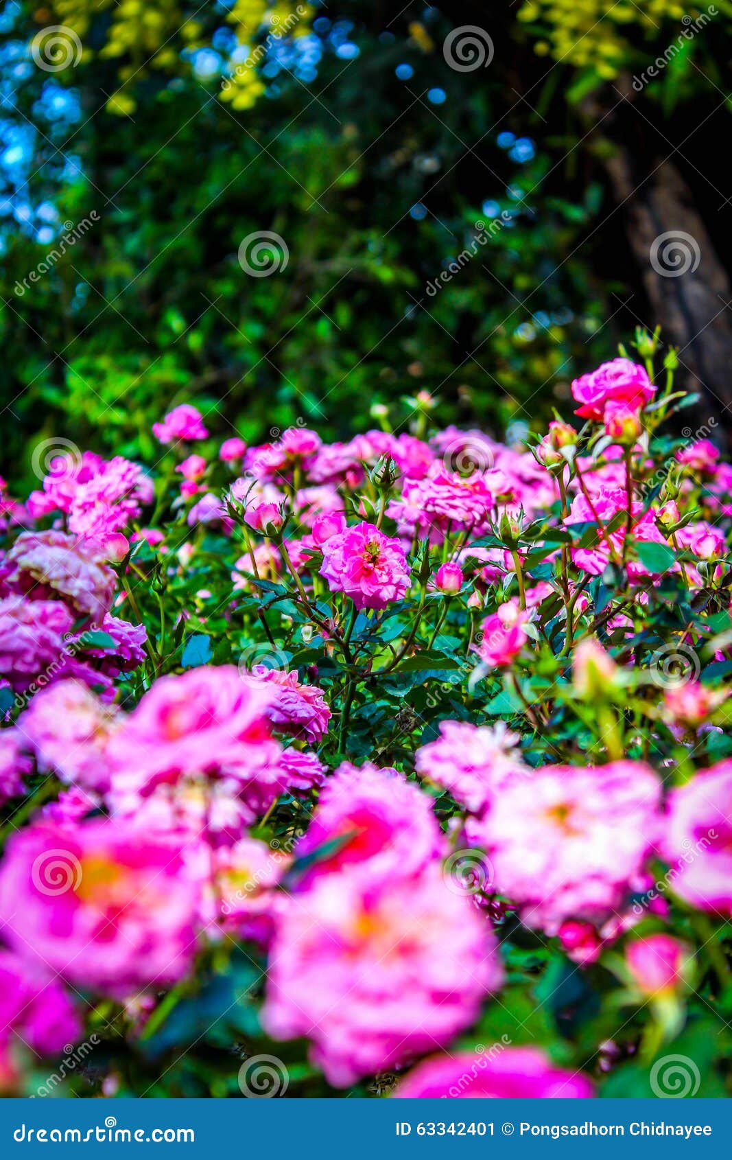 World of flora stock image. Image of bloom, bouquet, love - 63342401