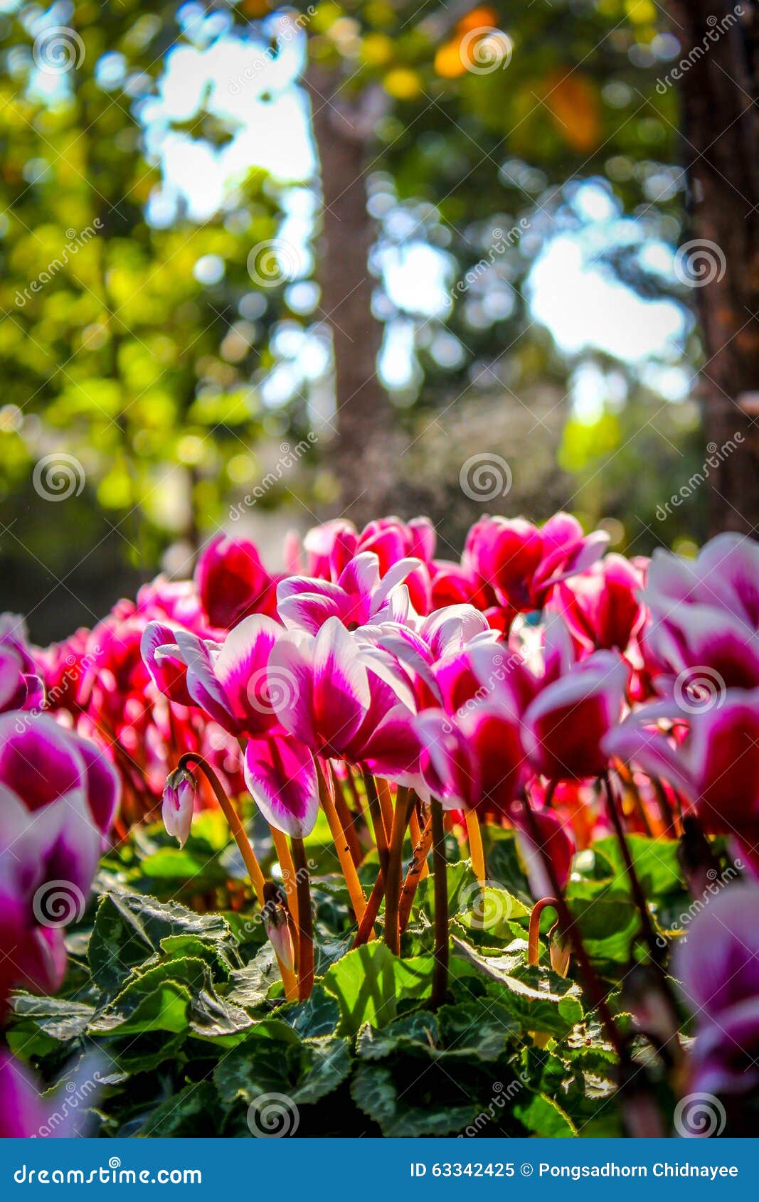 World of flora stock image. Image of closeup, isolated - 63342425
