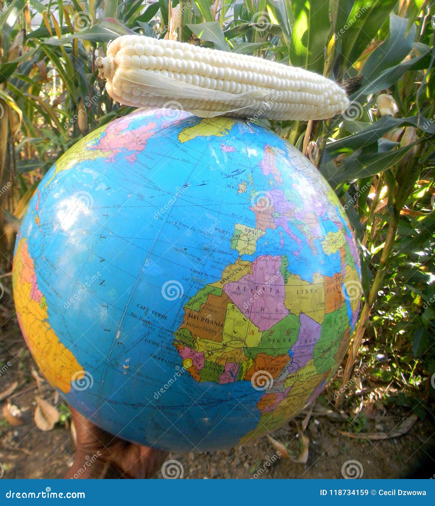 World Globe Map with Corn Cob on Top. Editorial Stock Image - Image of ...
