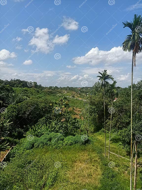 World Green Nature Tree Noon Stock Illustration - Illustration of noon ...