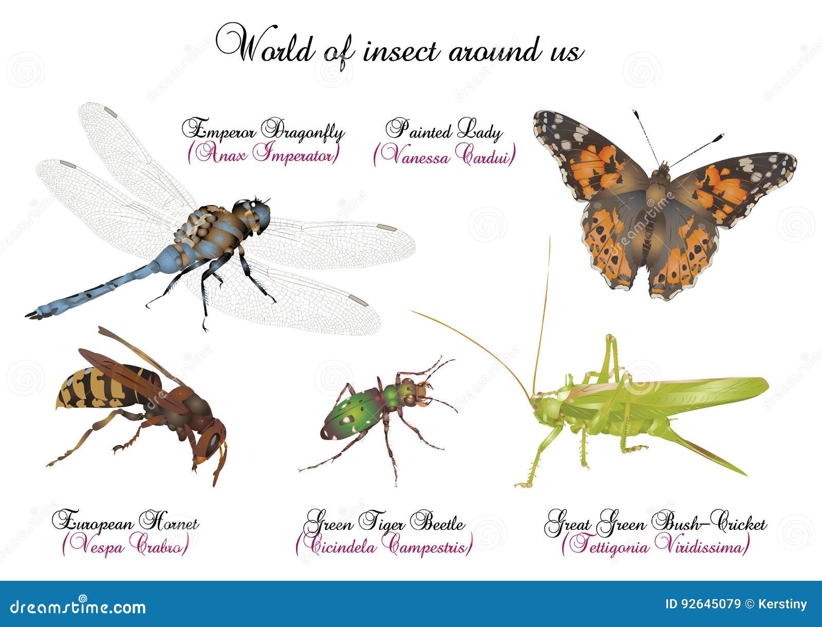 World of insect around us stock vector. Illustration of insect - 92645079