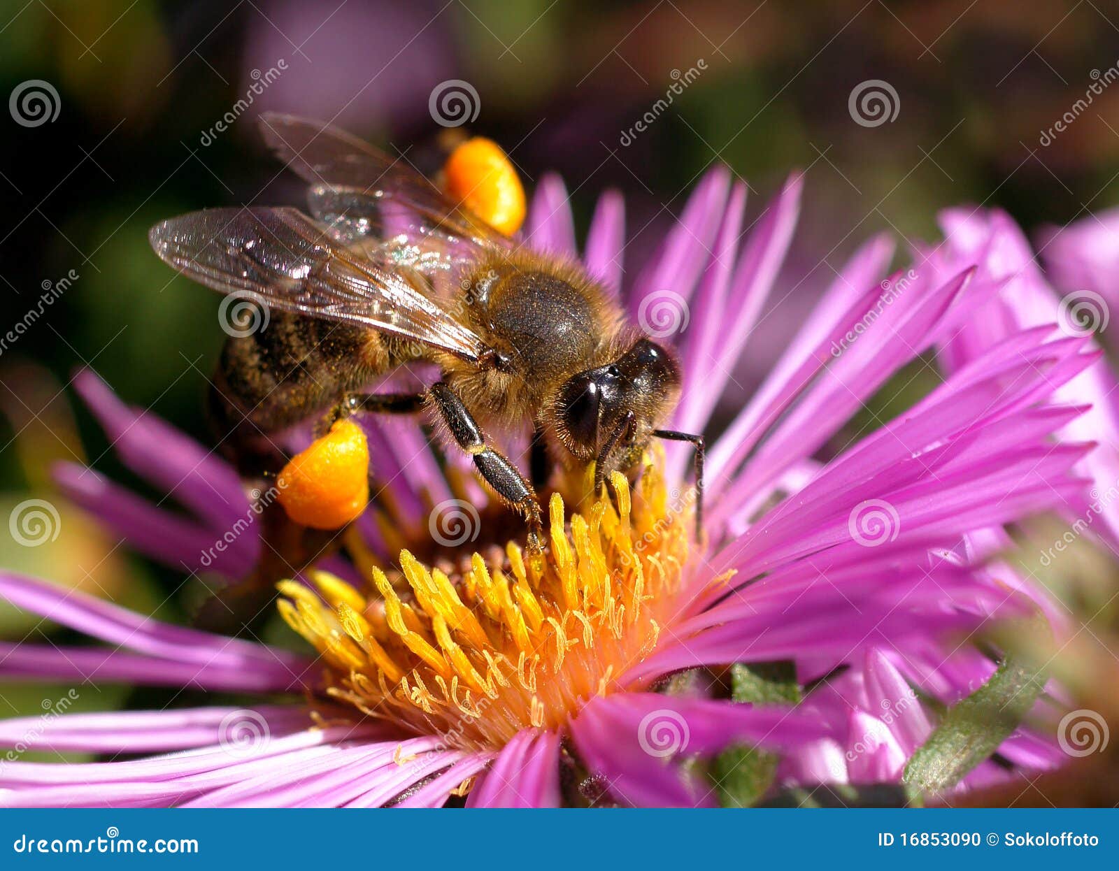 The world of insects stock photo. Image of nature, close - 16853090