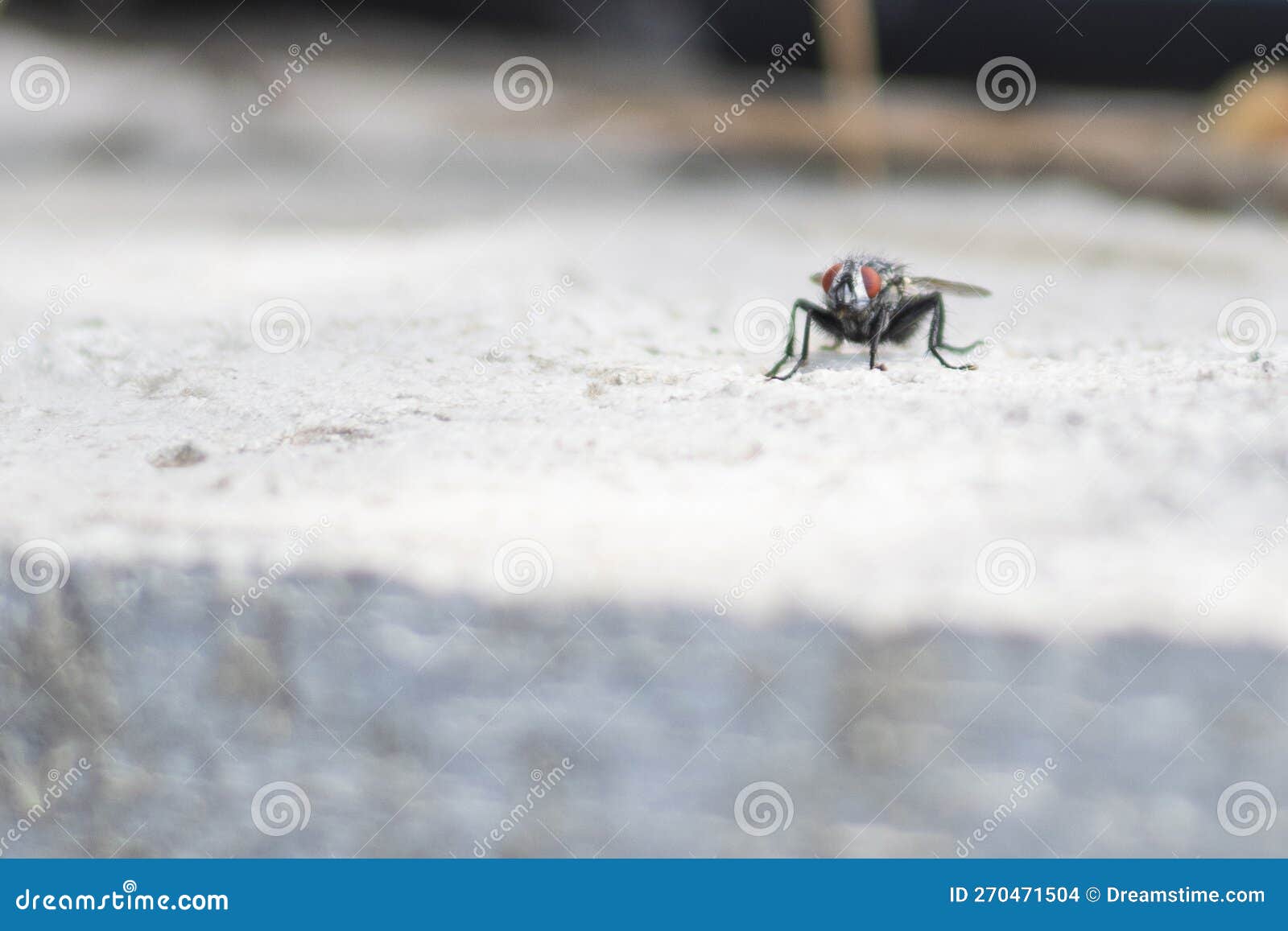 From the World of Insects, the Gadfly with Red Eyes Stock Photo - Image ...