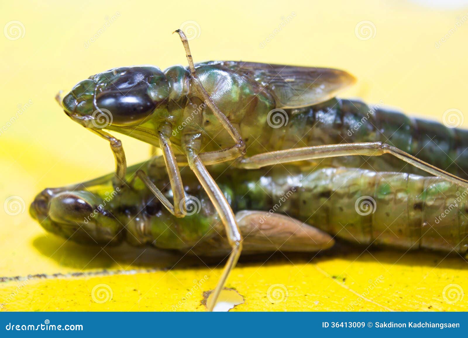 The world of insects stock image. Image of marshes, engraving - 36413009