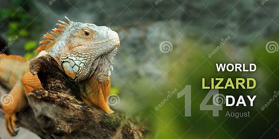 World lizard day stock photo. Image of celebration, ecosystem - 359297152