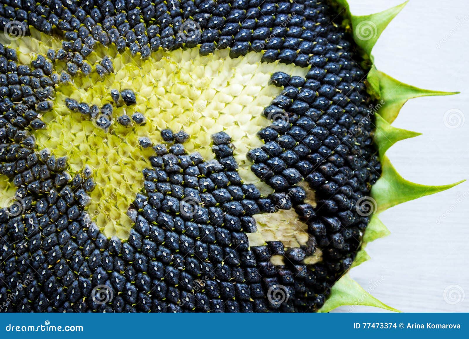 World Map Made from Whole Sunflower. Eurasia Stock Photo - Image of ...