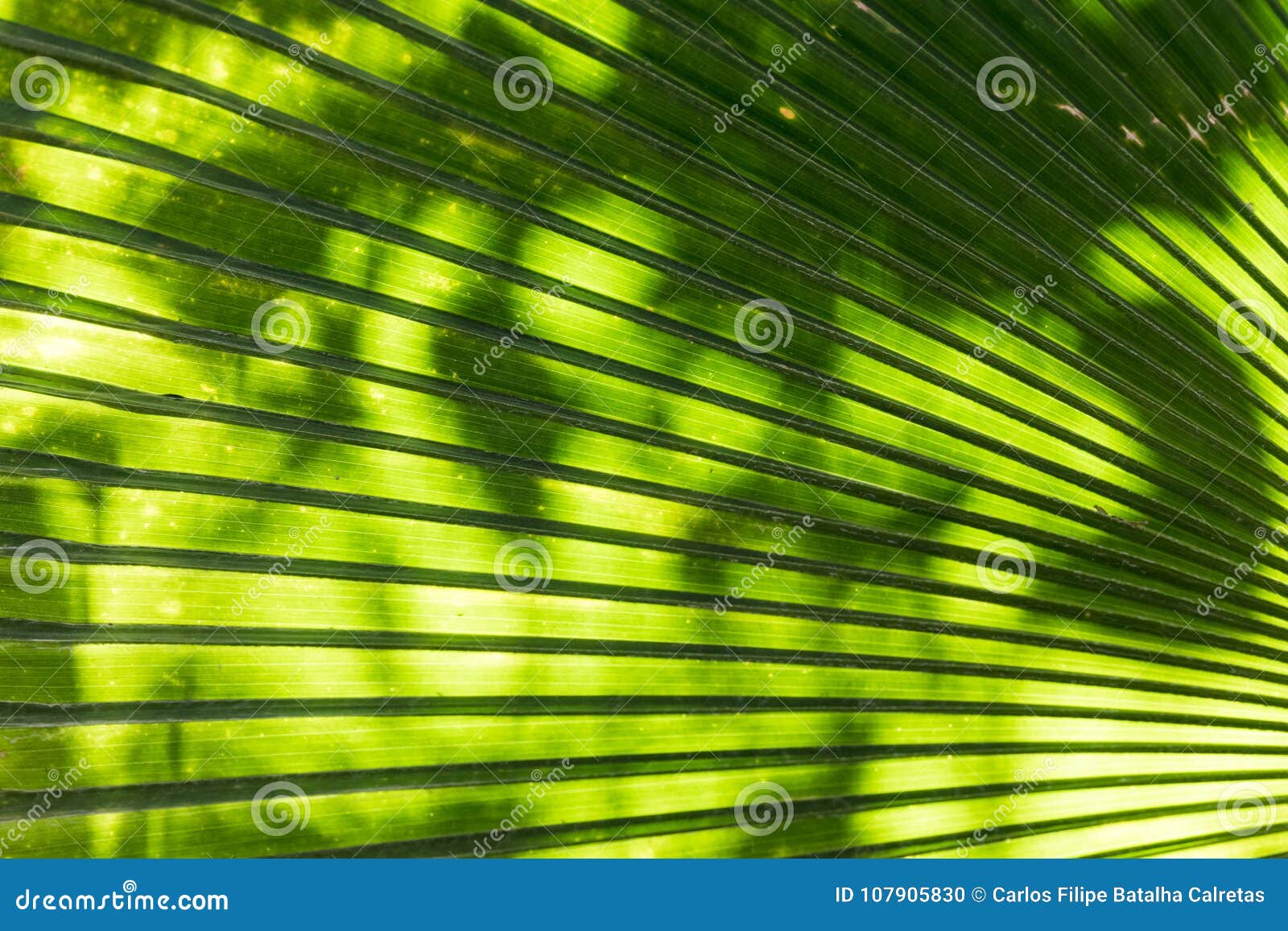 The World Map on a Palm Tree Leaf. Stock Photo - Image of contrast ...