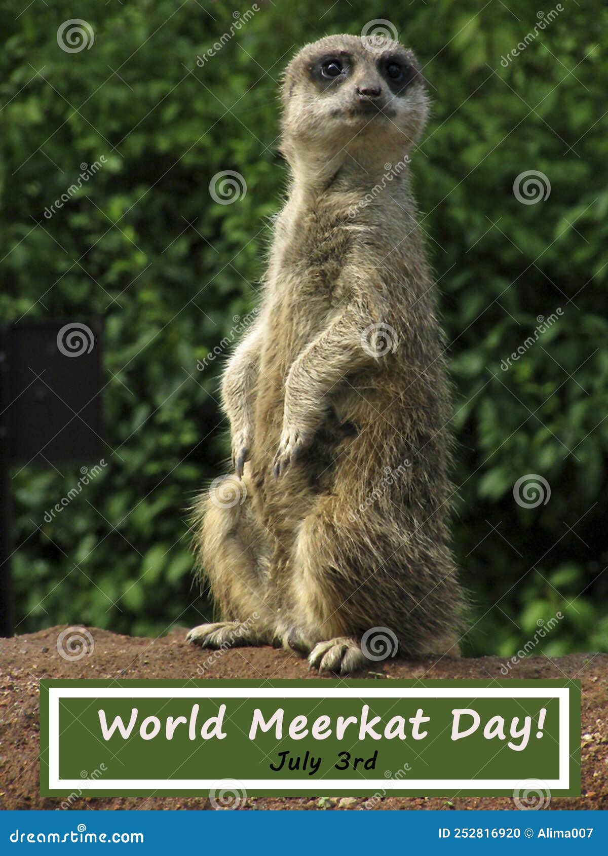 World Meerkat Day, July 3rd Stock Photo - Image of mouth, meercat ...