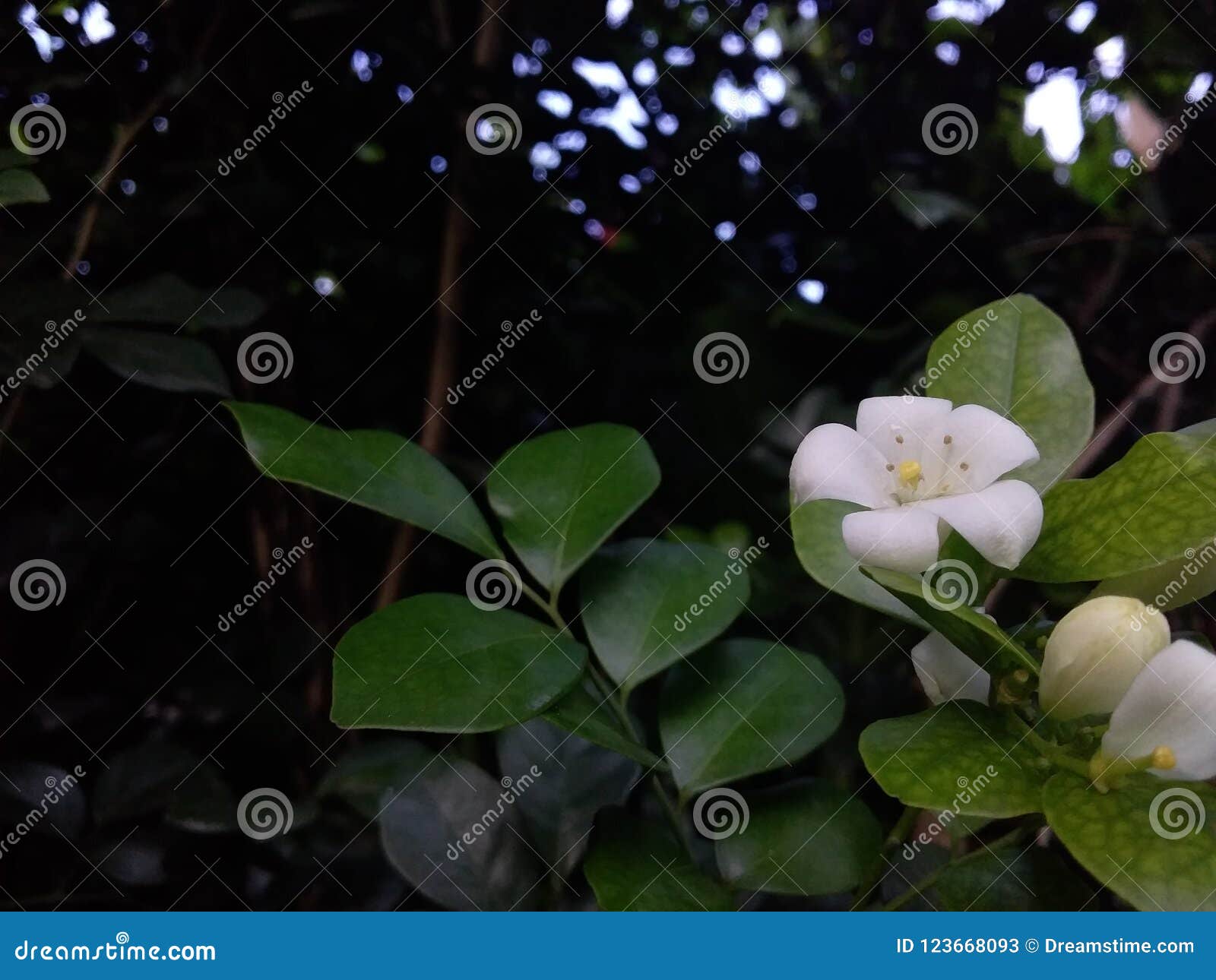The withe flower stock image. Image of populer, dragon - 123668093