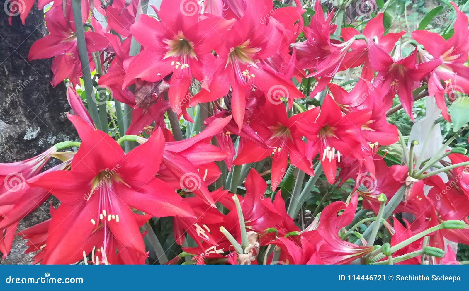 World Most Beautiful Flowers Stock Image - Image of world, flowers ...