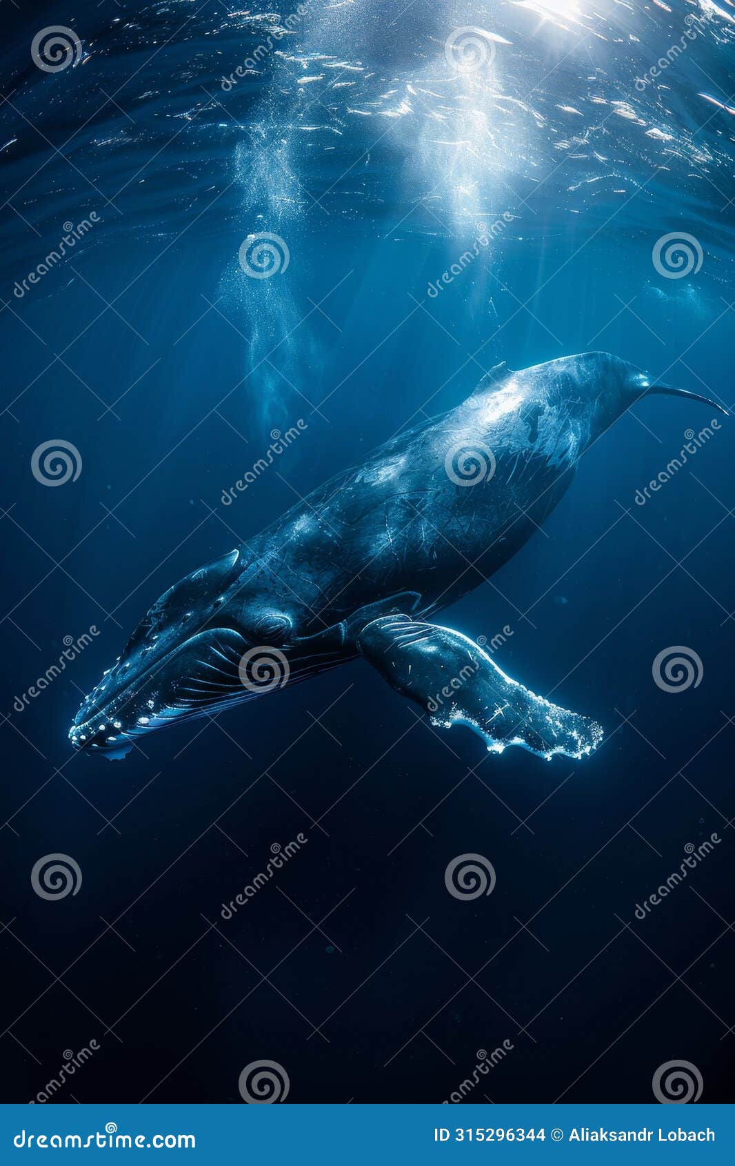 World Oceans Day. a Floating Whale Underwater Stock Photo - Image of ...