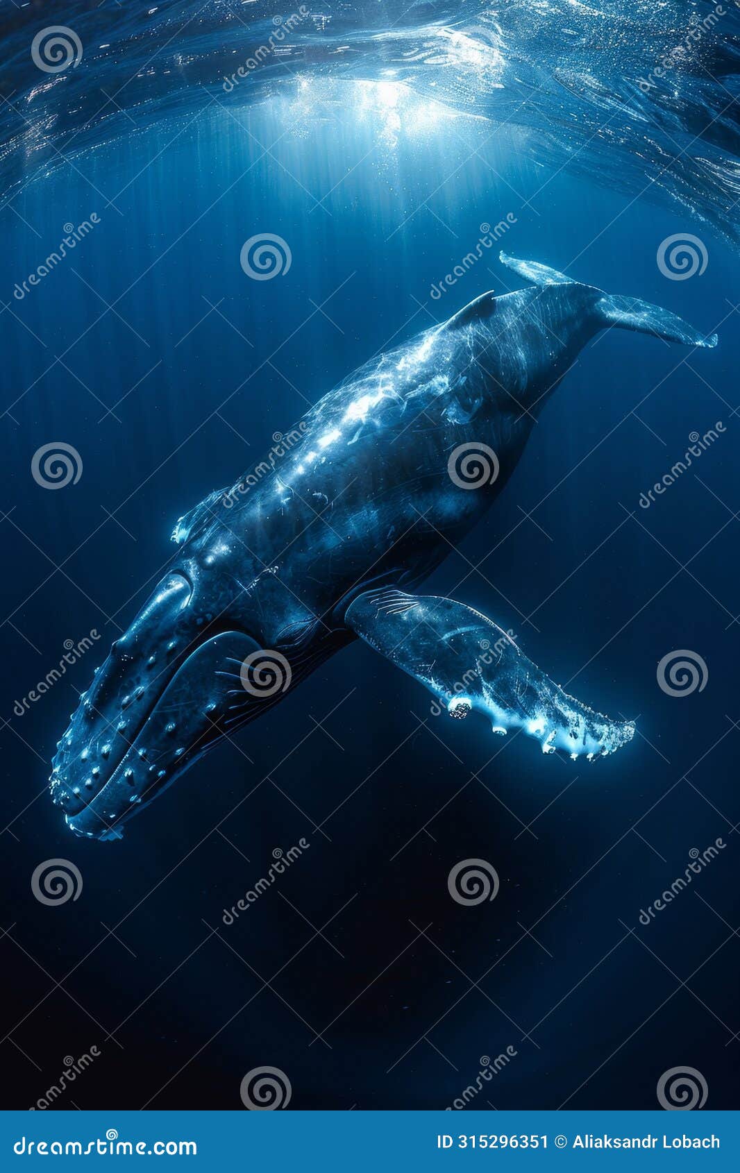 World Oceans Day. a Floating Whale Underwater Stock Image - Image of ...