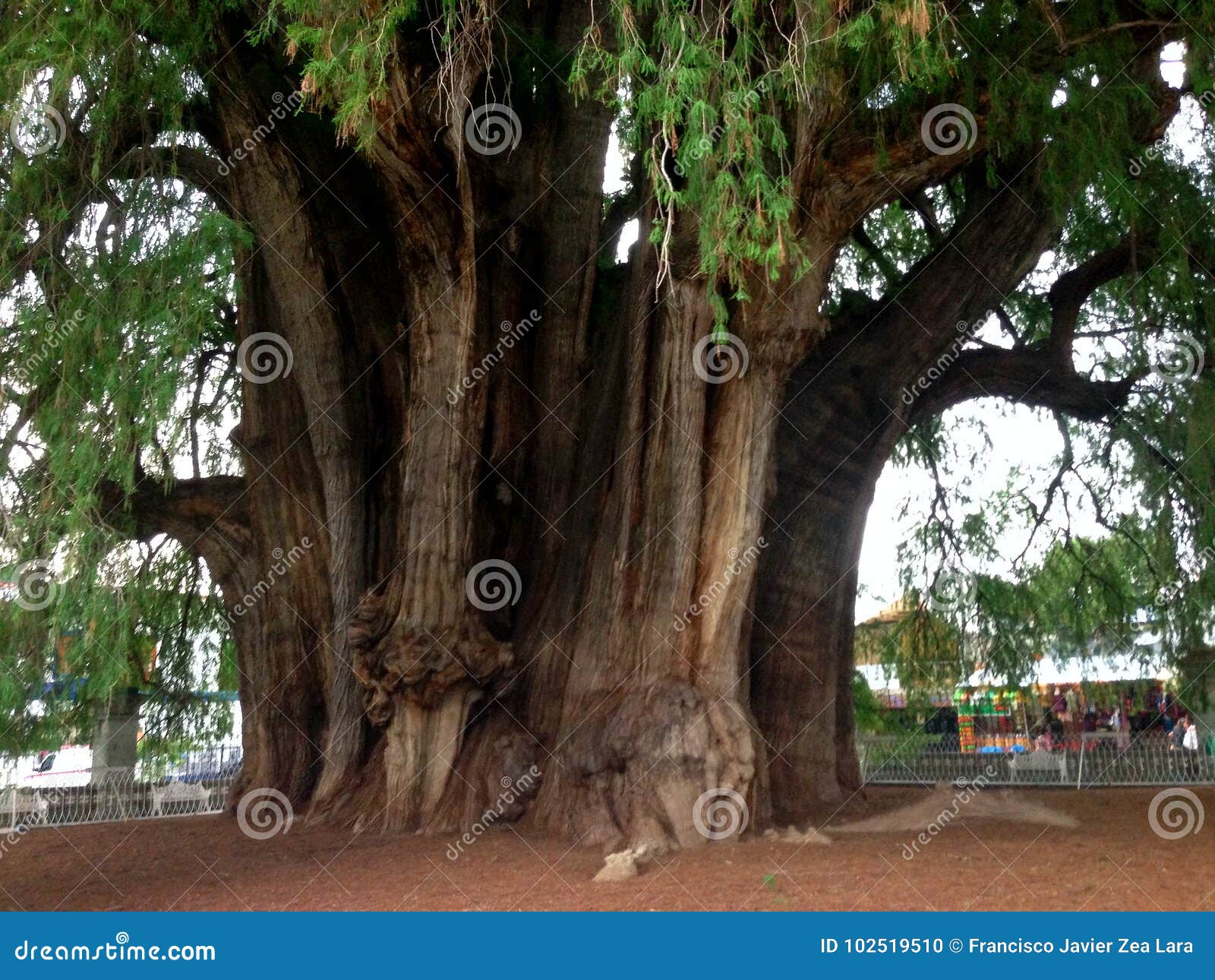 The World& X27;s Largest Tree. Stock Photo - Image of largest, worlds ...