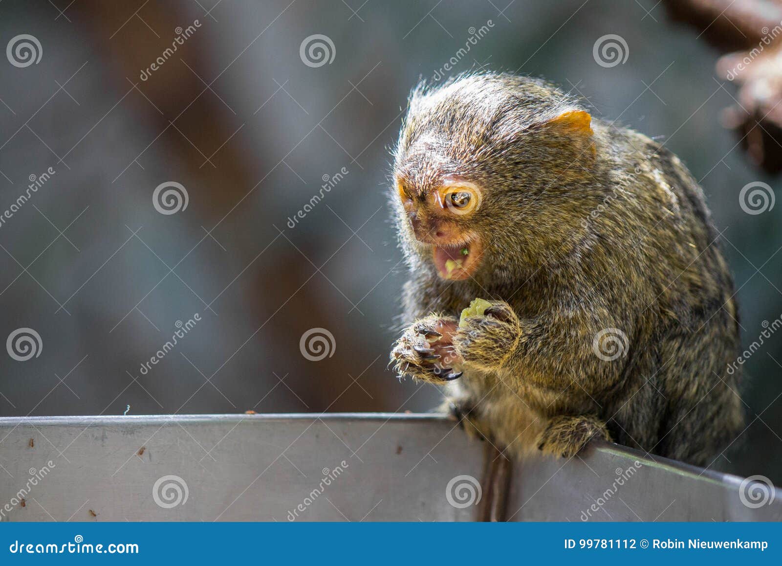 A Pygmee Marmoset or Callithrix Cebuella Pygmaea. Stock Photo - Image ...